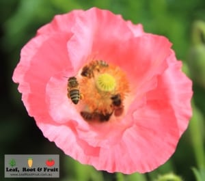 Attracting pollinators into the garden with poppies and other companion ...