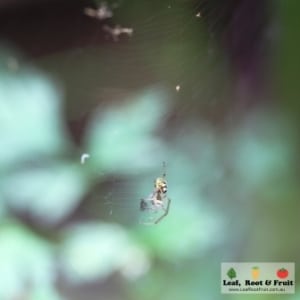 Spider eating a whitefly - Leaf, Root & Fruit Gardening Services