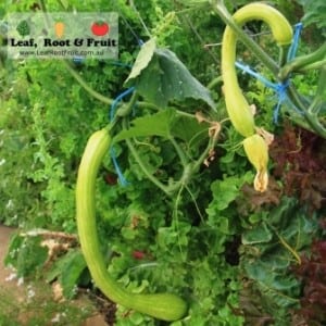 How to Grow Zucchini Tromboncino - Leaf, Root & Fruit Gardening Services