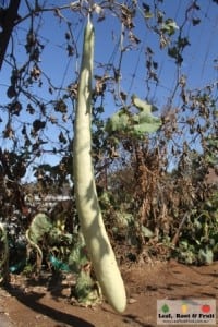 Giant new guinea bean - Leaf, Root & Fruit Gardening Services