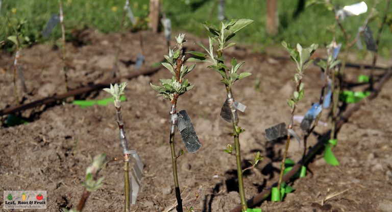 Buying Fruit Trees: The Importance of Choosing the Right Rootstock ...