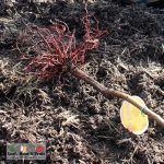 Buying Fruit Trees: The Importance of Choosing the Right Rootstock ...