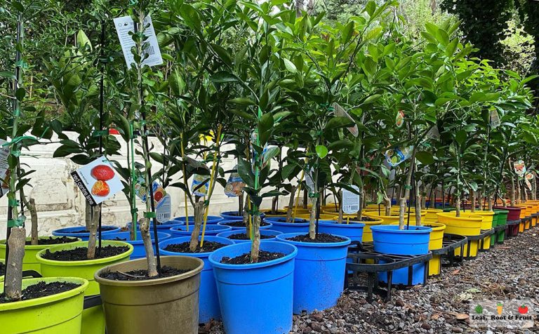 Citrus Growing Guide Part 2: Where and How to Plant Your Citrus Tree ...