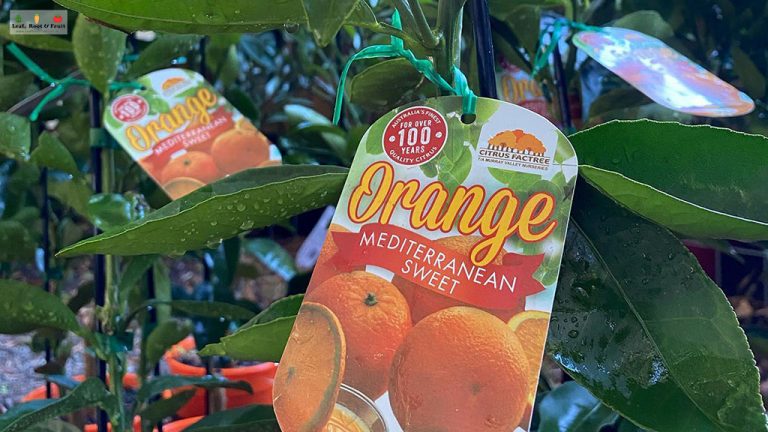 Citrus Growing Guide Part 2: Where and How to Plant Your Citrus Tree ...