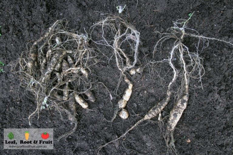How to Grow Cucamelons in Melbourne - Leaf, Root & Fruit Gardening Services
