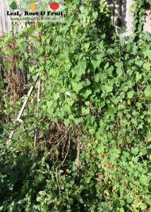 cucamelons have rampant vines and are prone to taking over - Leaf, Root ...