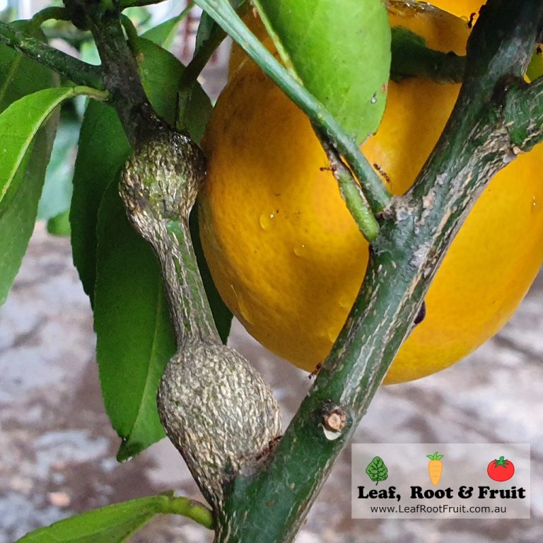 Experiment: Control of Citrus Gall Wasp - Leaf, Root & Fruit Gardening ...