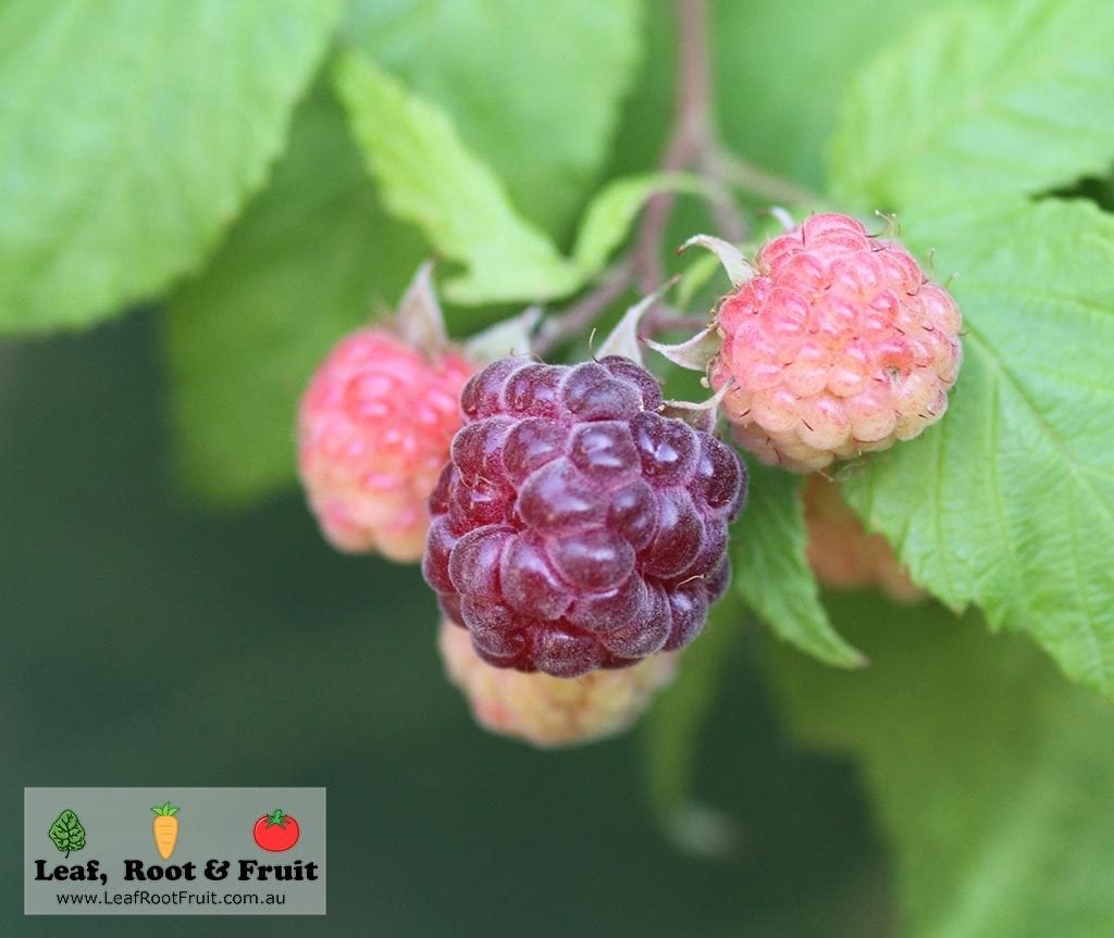 Black raspberries - Leaf, Root & Fruit Gardening Services