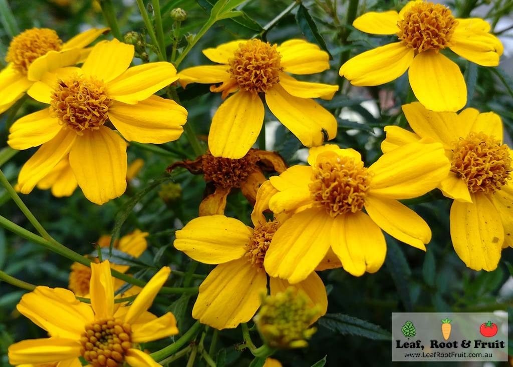 Edible Forest Gardens - Leaf, Root & Fruit Gardening Services