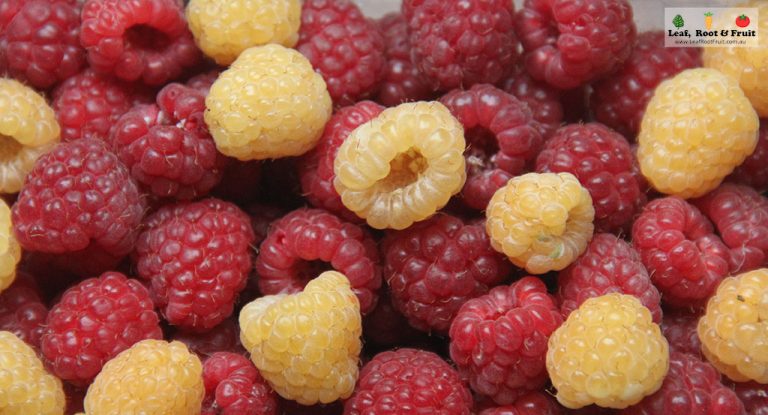 How to Grow Raspberries - Leaf, Root & Fruit Gardening Services