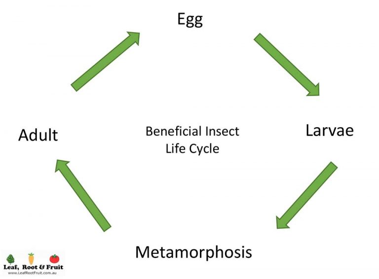 Garden Ecosystems Part Two: Attracting Beneficial Insects into the ...