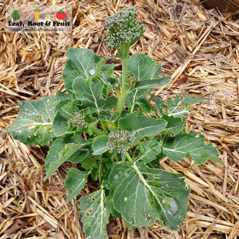 broccoli bolting early small - Leaf, Root & Fruit Gardening Services