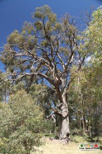 old gum tree wilderness area permaculture - Leaf, Root & Fruit ...