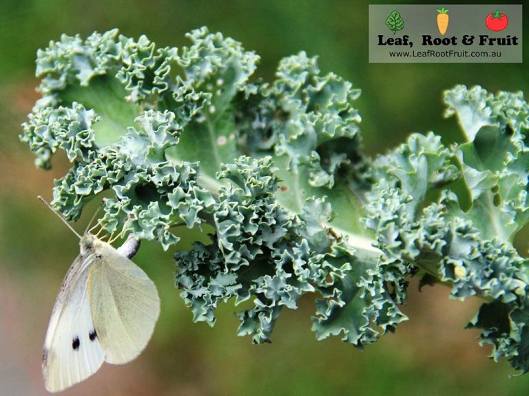 white cabbage moth pest predators - Leaf, Root & Fruit Gardening Services
