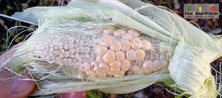 sweetcorn poor pollination - Leaf, Root & Fruit Gardening Services