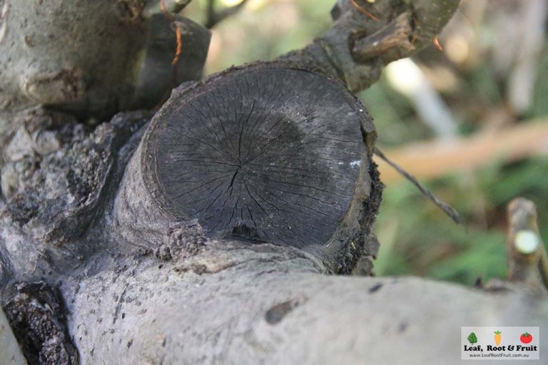 Guide to Pruning Fruit Trees - Leaf, Root & Fruit Gardening Services