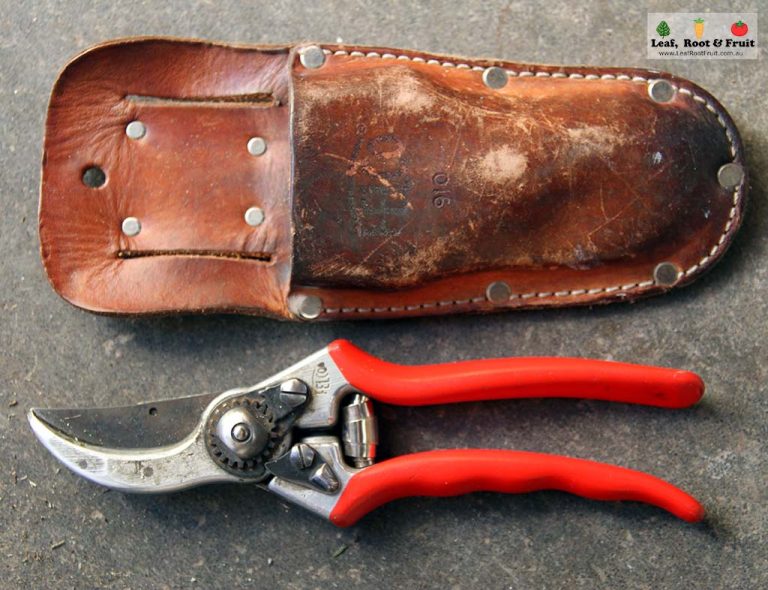 Guide to Pruning Fruit Trees - Leaf, Root & Fruit Gardening Services