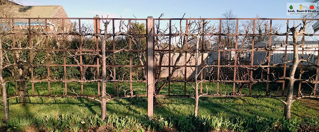 Espalier Horizontal Fence