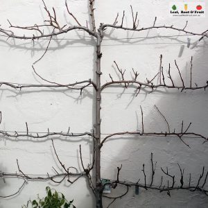 How to Set-Up and Maintain Espaliers - Leaf, Root & Fruit Gardening ...