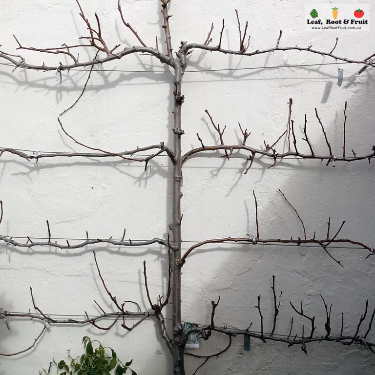 How to Set-Up and Maintain Espaliers - Leaf, Root & Fruit Gardening ...