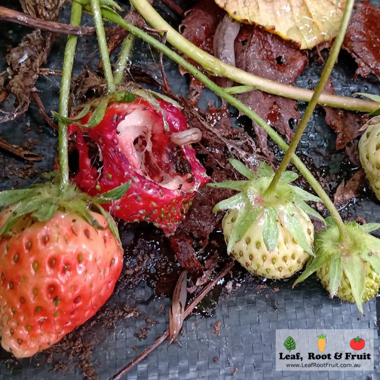 Damaged strawberry slugs and weed mat - Leaf, Root & Fruit Gardening Services