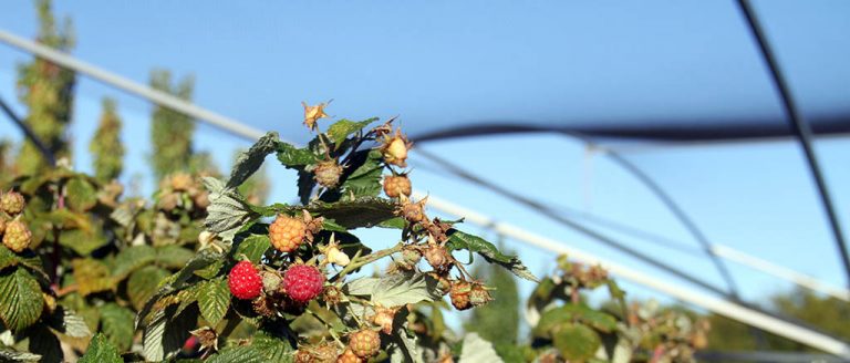 Backyard Orchard Netted Structures - Leaf, Root & Fruit Gardening Services