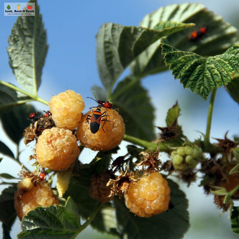 How to Control Harlequin Bugs (Dindymus versicolor) - Leaf, Root ...