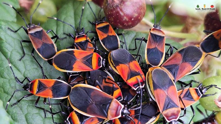 How to Control Harlequin Bugs (Dindymus versicolor) - Leaf, Root ...