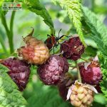 How to Control Harlequin Bugs (Dindymus versicolor) - Leaf, Root ...