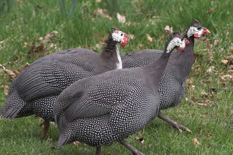 How to Control Harlequin Bugs (Dindymus versicolor) - Leaf, Root ...