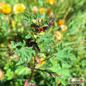 How to Control Harlequin Bugs (Dindymus versicolor) - Leaf, Root ...