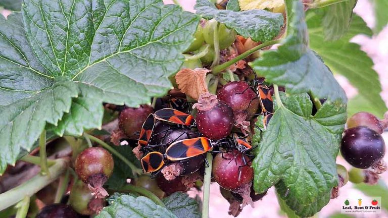 How to Control Harlequin Bugs (Dindymus versicolor) - Leaf, Root ...