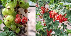 How to Control Harlequin Bugs (Dindymus versicolor) - Leaf, Root ...