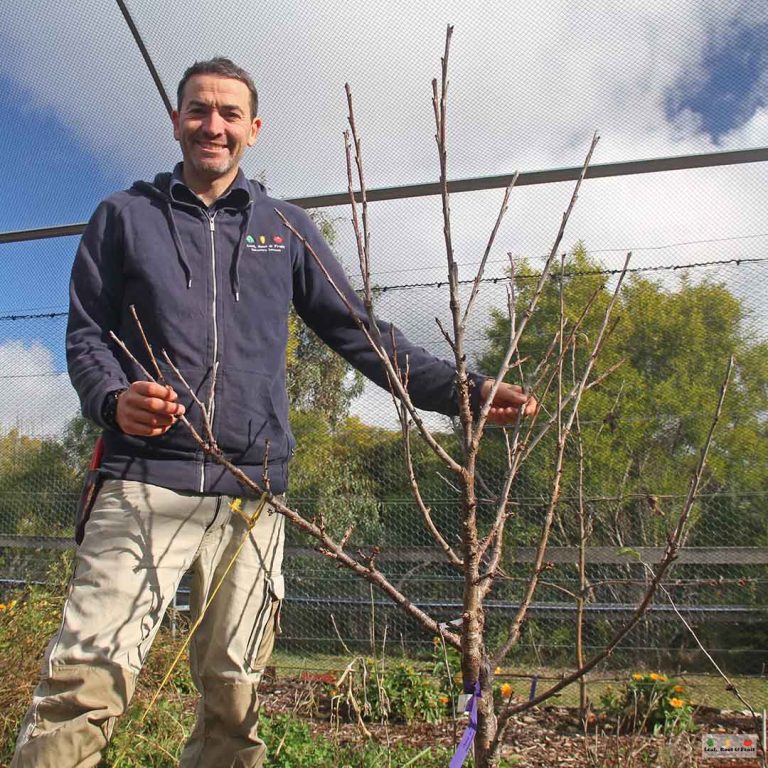 Spanish Bush Method of Pruning Cherry Trees - Leaf, Root & Fruit ...