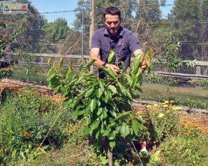 Spanish Bush Method of Pruning Cherry Trees - Leaf, Root & Fruit ...
