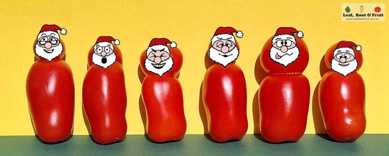 How to Grow a Christmas Tomato without a Greenhouse - Leaf, Root ...