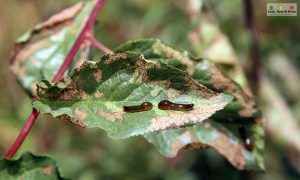 How to Control Cherry or Pear Slug in your Backyard Orchard - Leaf ...