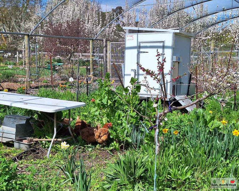 How to Control Cherry or Pear Slug in your Backyard Orchard - Leaf ...