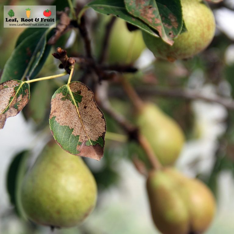 Pear with cherry slug damage - Leaf, Root & Fruit Gardening Services