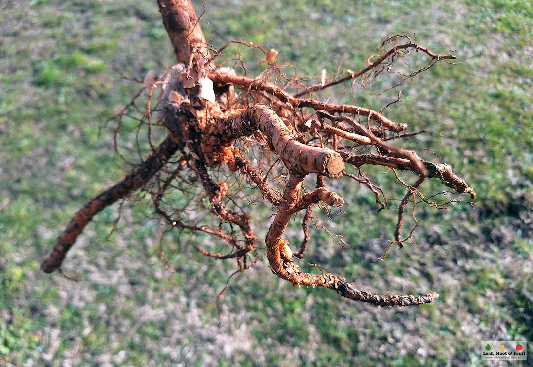 Planning Your Backyard Orchard - Leaf, Root & Fruit Gardening Services