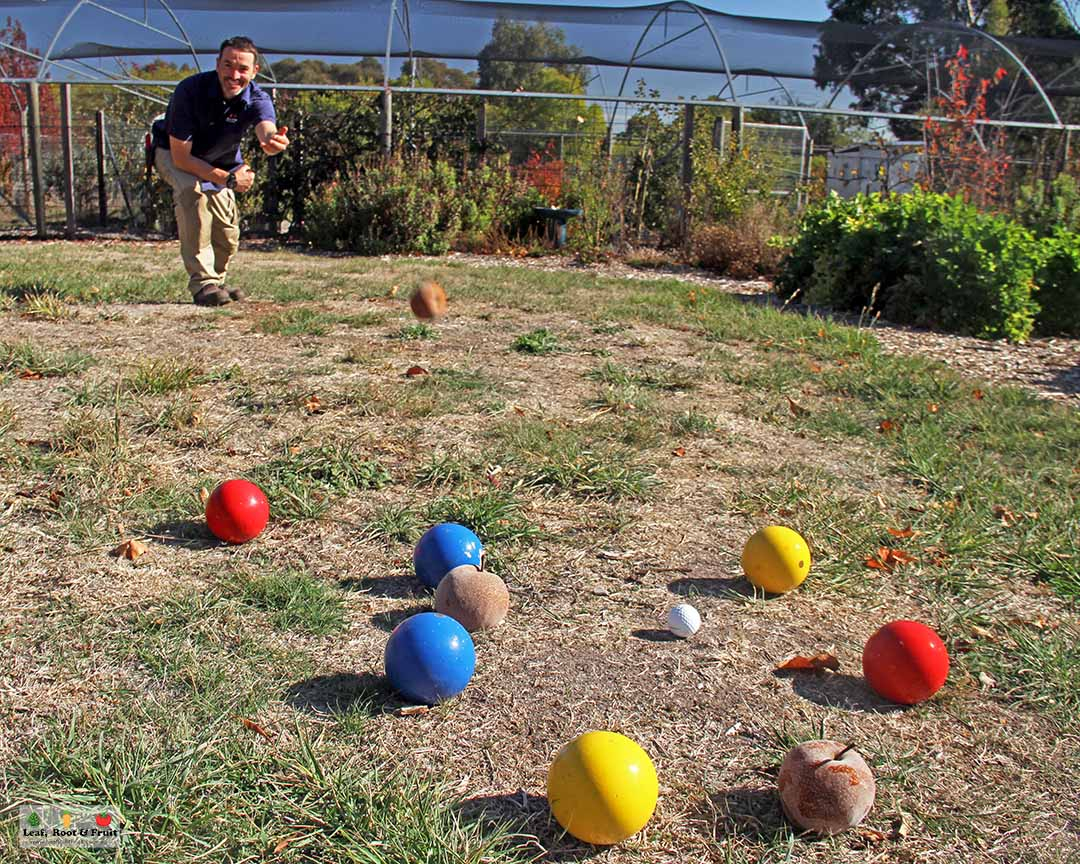 Queensland Fruit Fly Part Three: Outside-the-box Strategies for Control ...